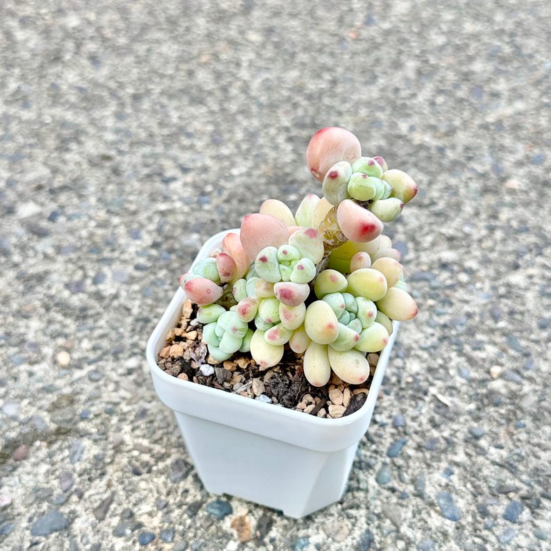 Succulent Cluster Sedum Clavatum: Living Succulent W/wo Planter - Etsy