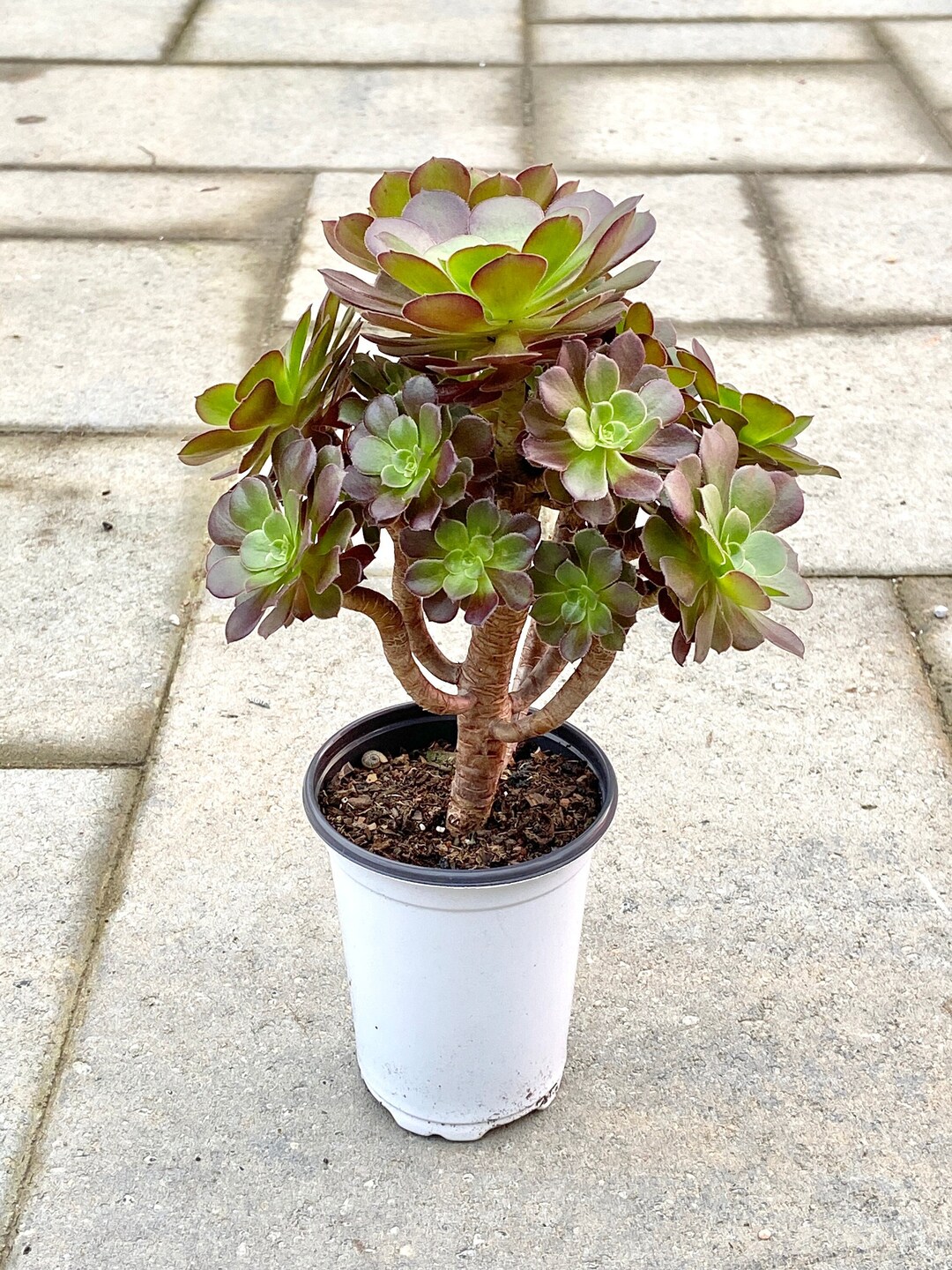 8in Aeonium Dutch Rose Aeonium With Thick Stems Living Succulent Plant ...
