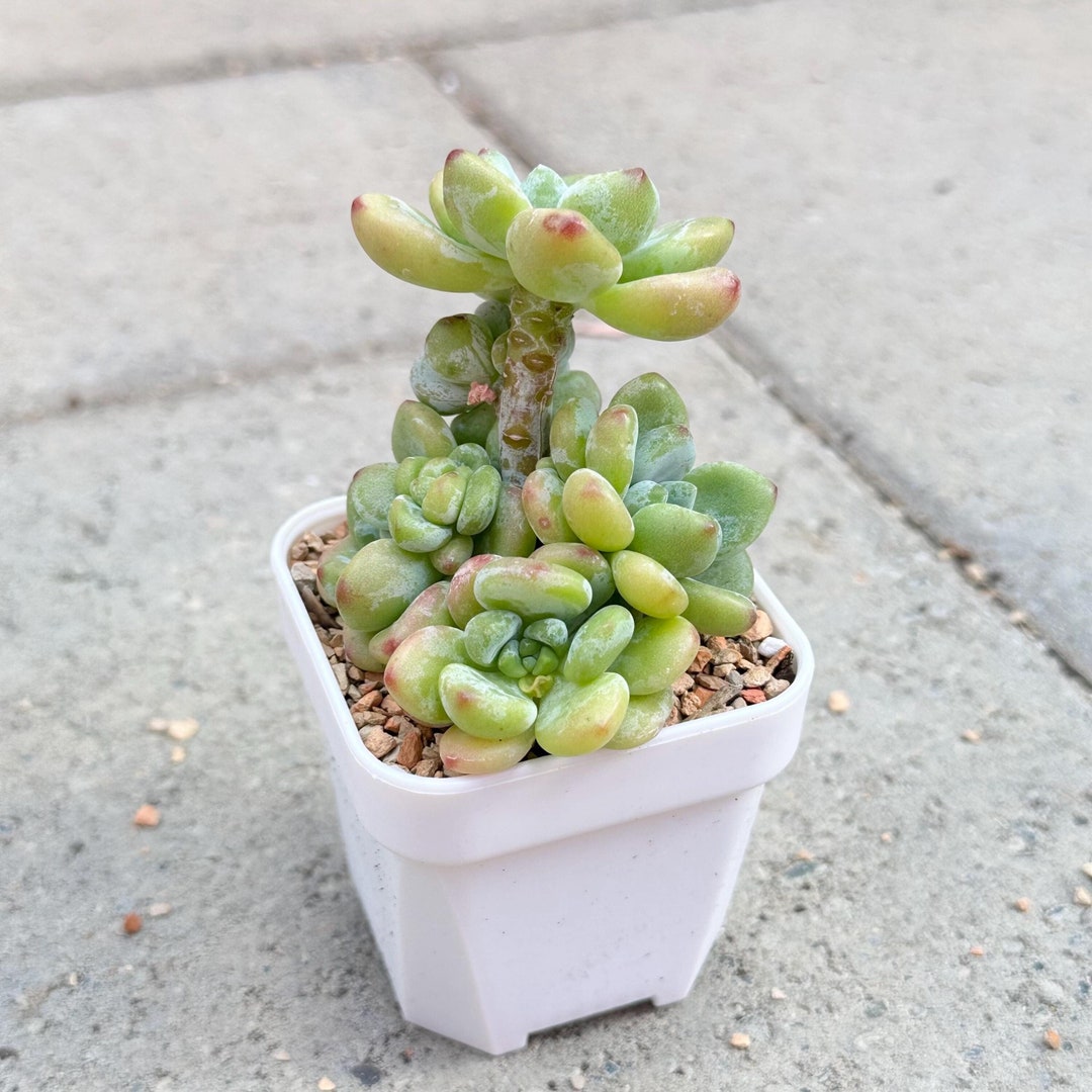 Sedum Clavatum | Unique Succulent Cluster | Living Succulent Plant - Etsy