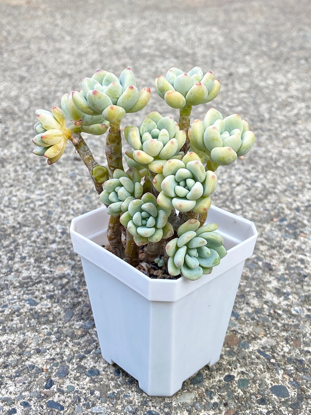 Sedum Clavatum Unique Succulent Cluster Living Succulent Plant - Etsy