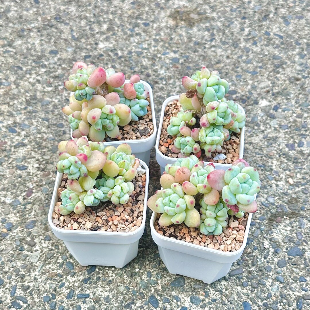 Succulent Cluster Sedum Clavatum: Living Succulent W/wo Planter - Etsy