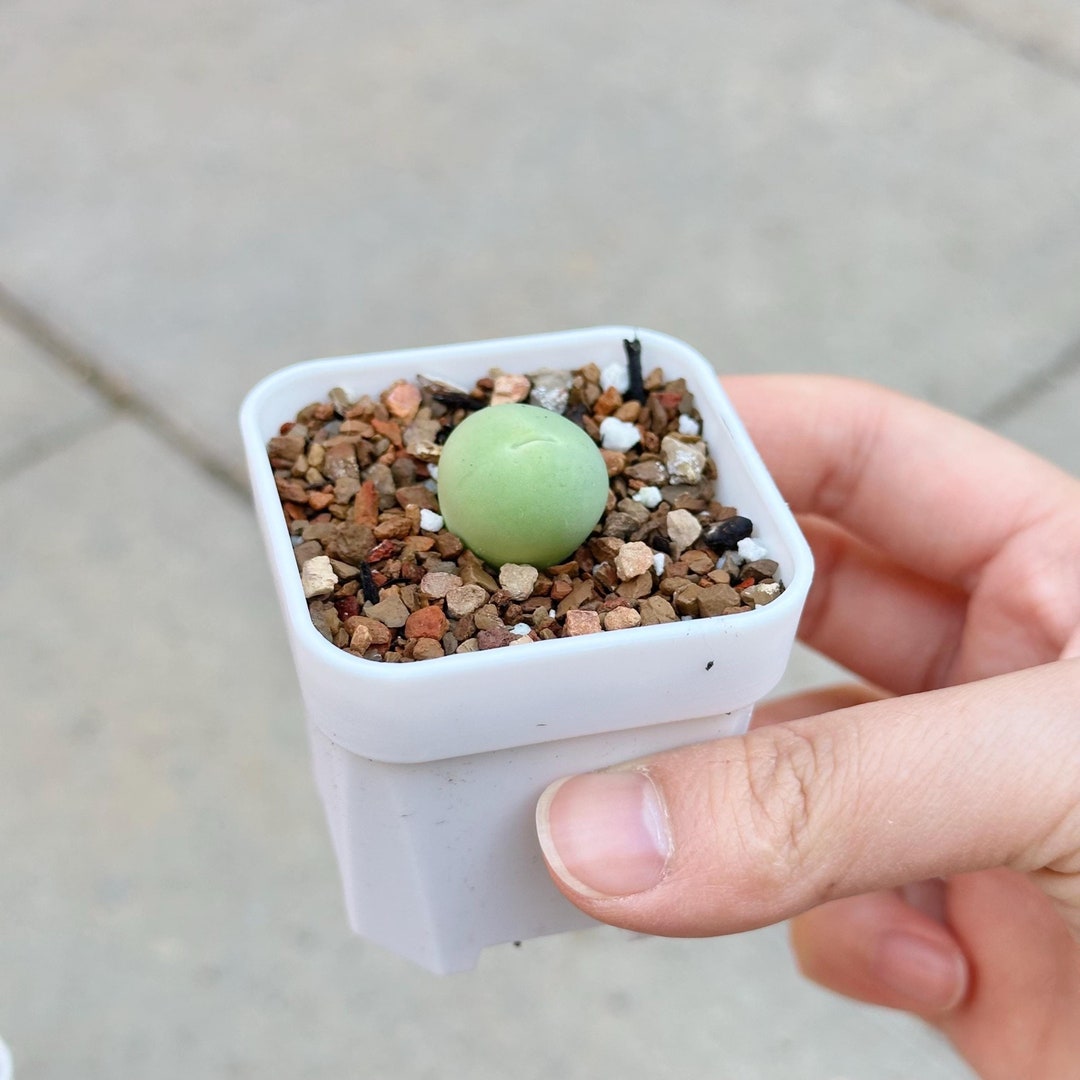 Conophytum Calculus 'marble Buttons' | Single Conophytum Plant | Living ...
