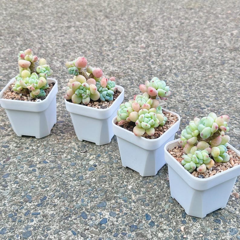 Succulent Cluster Sedum Clavatum: Living Succulent W/wo Planter - Etsy