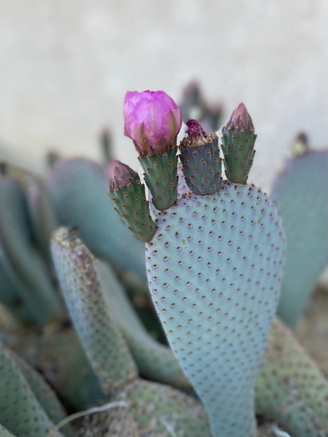 Beavertail Prickly Pear Cactus Cuttings. Opuntia basilaris | Etsy