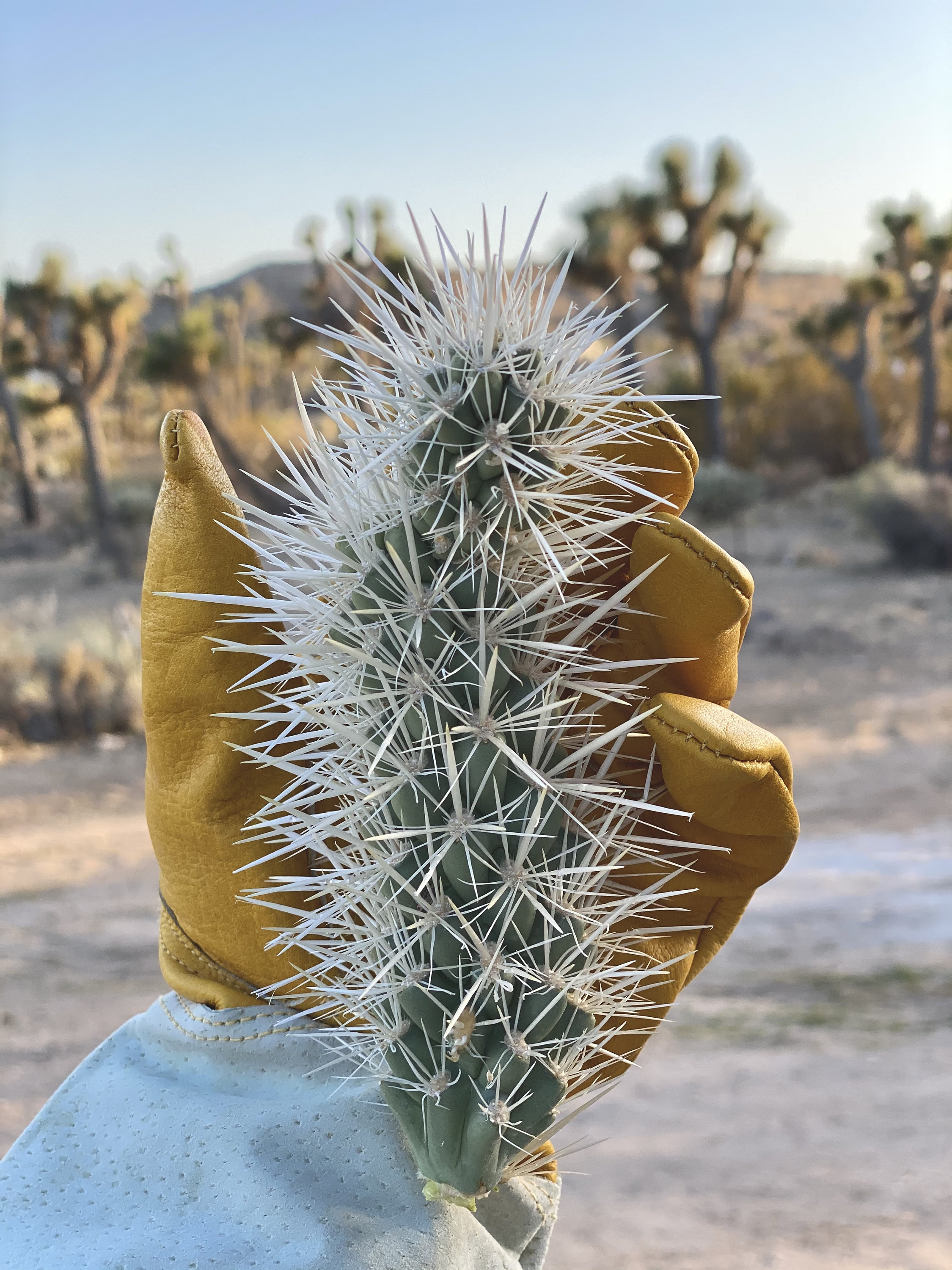 Teddy Bear Cholla Segments. Cactus Cuttings. Cylindropuntia | Etsy