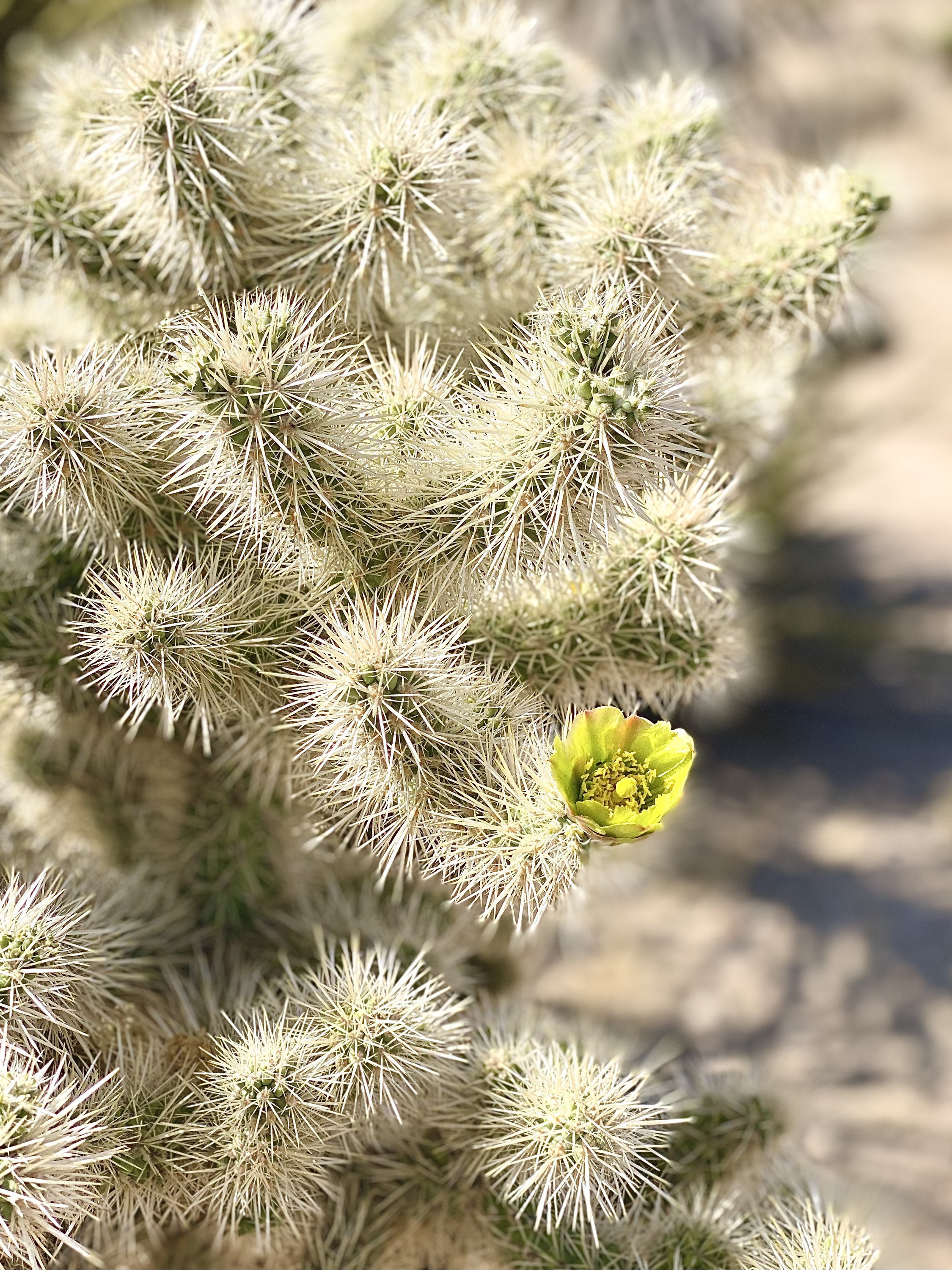 Teddy Bear Cholla Segments. Cactus Cuttings. Cylindropuntia | Etsy