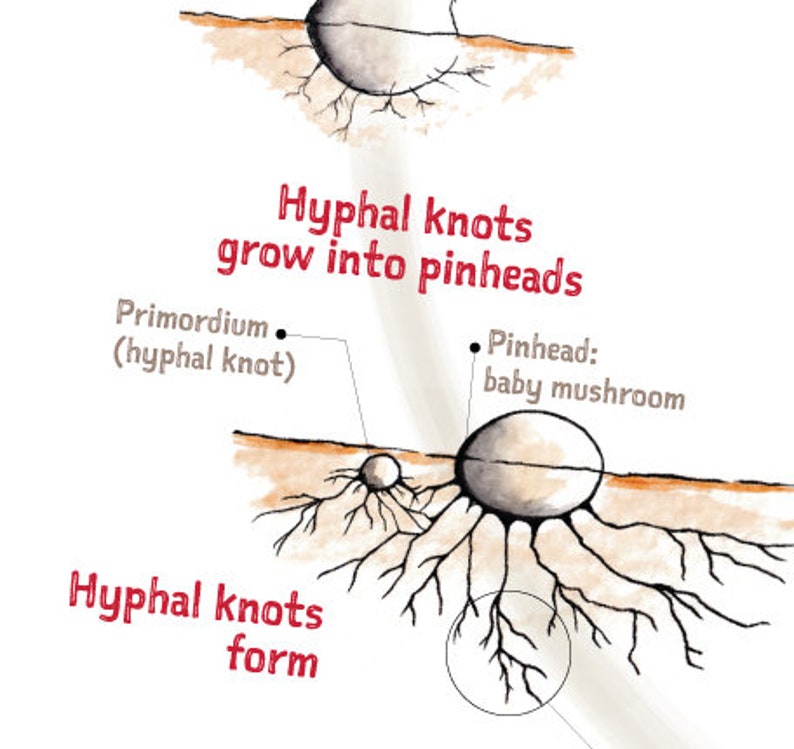 Mushroom Study Bundle | Life Cycle | Anatomy | Flash Cards | Fungi ...