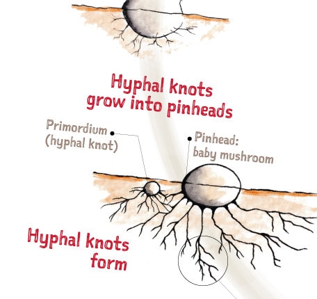 Mushroom Study Bundle Life Cycle Anatomy Flash Cards Fungi PDF, Digital ...