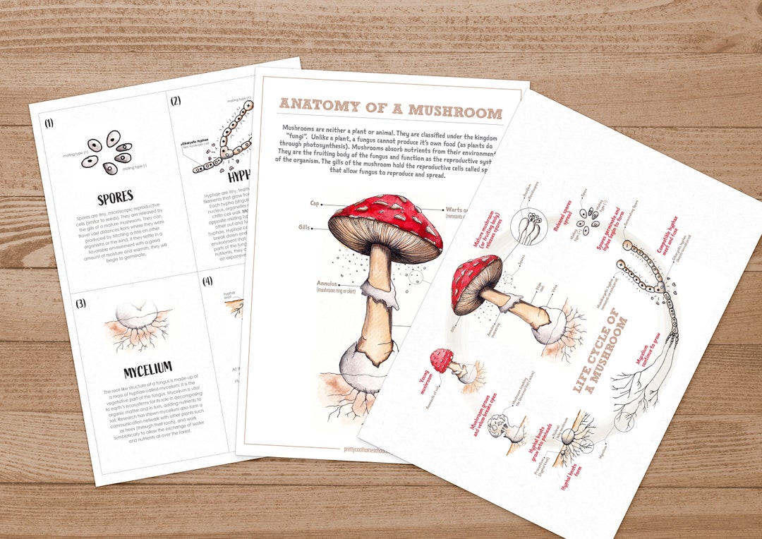 Mushroom Study Bundle Life Cycle Anatomy Flash Cards - Etsy