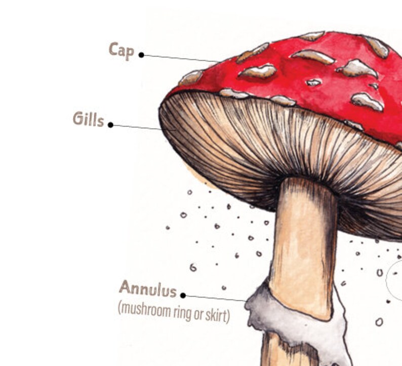 Mushroom Study Bundle | Life Cycle | Anatomy | Flash Cards | Fungi ...