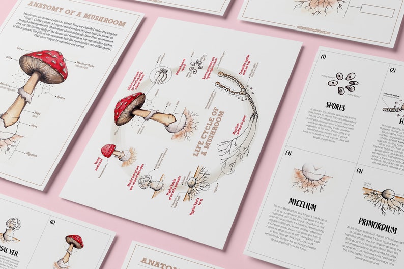 Mushroom Study Bundle | Life Cycle | Anatomy | Flash Cards | Fungi ...