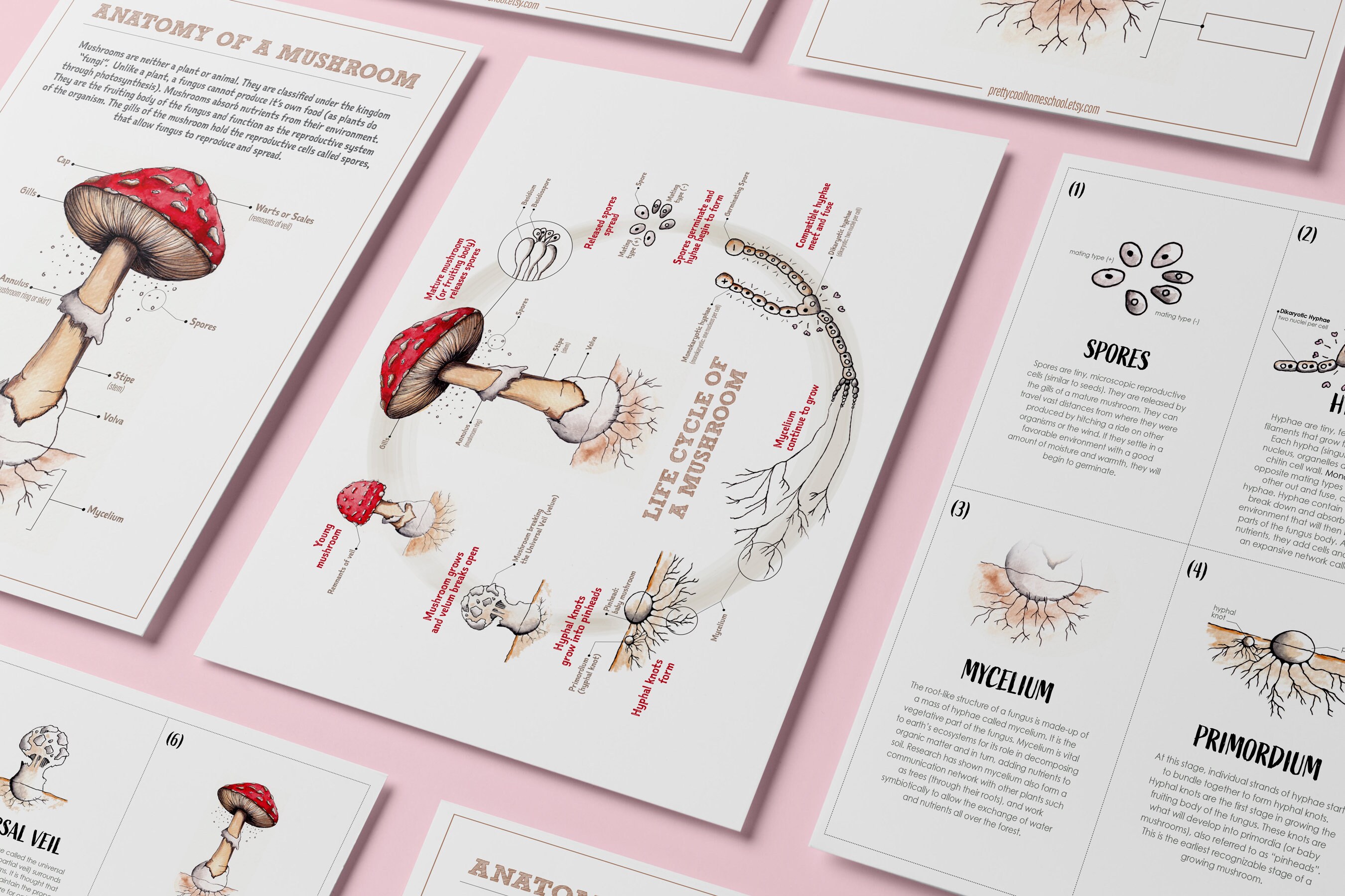 Mushroom Study Bundle | Life Cycle | Anatomy | Flash Cards | Fungi ...