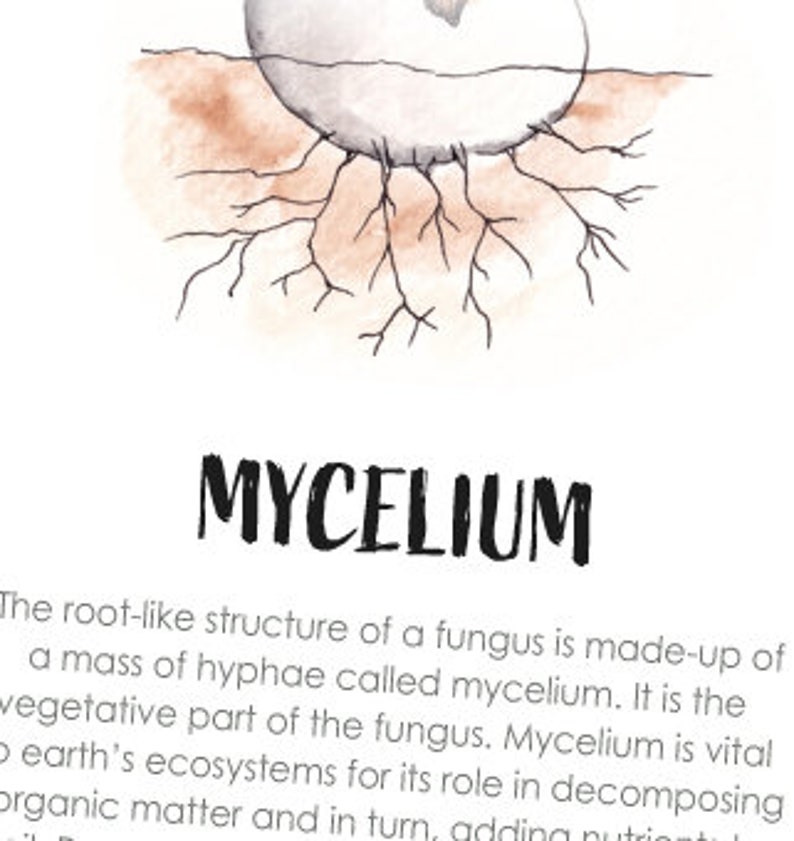 Mushroom Study Bundle | Life Cycle | Anatomy | Flash Cards | Fungi ...