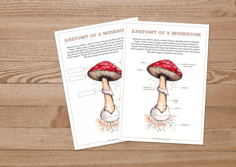 Mushroom Study Bundle | Life Cycle | Anatomy | Flash Cards | Fungi ...