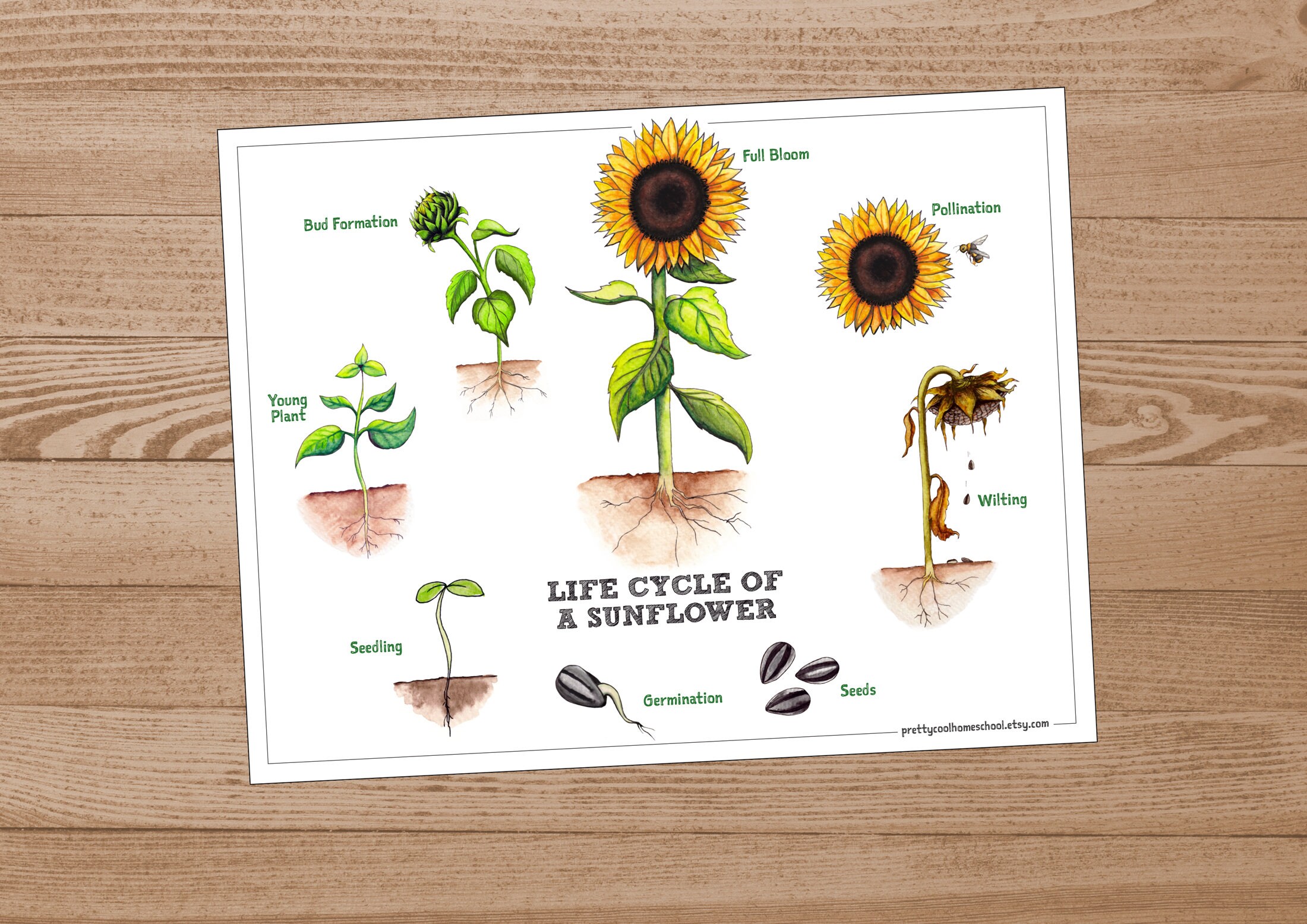 Sunflower Study Bundle | Life Cycle | Anatomy | Flash Cards | Flower ...
