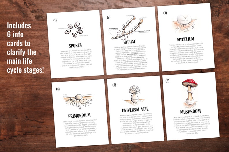 Mushroom Study Bundle | Life Cycle | Anatomy | Flash Cards | Fungi ...