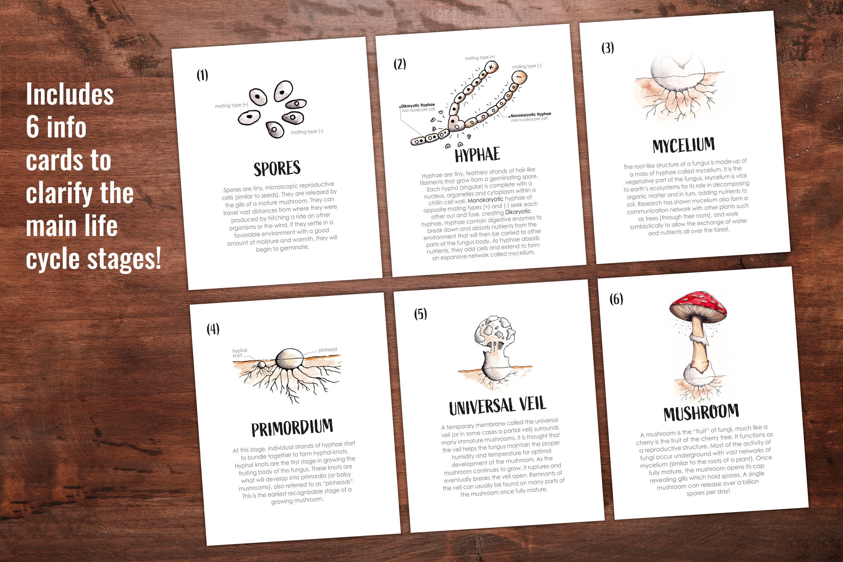 Mushroom Study Bundle | Life Cycle | Anatomy | Flash Cards | Fungi ...