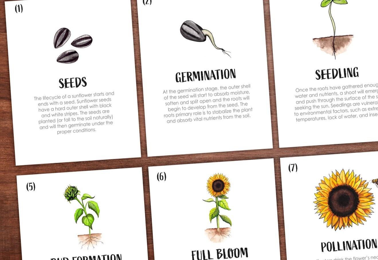 Sunflower Study Bundle | Life Cycle | Anatomy | Flash Cards | Flower ...