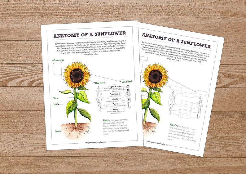 Sunflower Study Bundle Life Cycle Anatomy Flash Cards Flower PDF ...