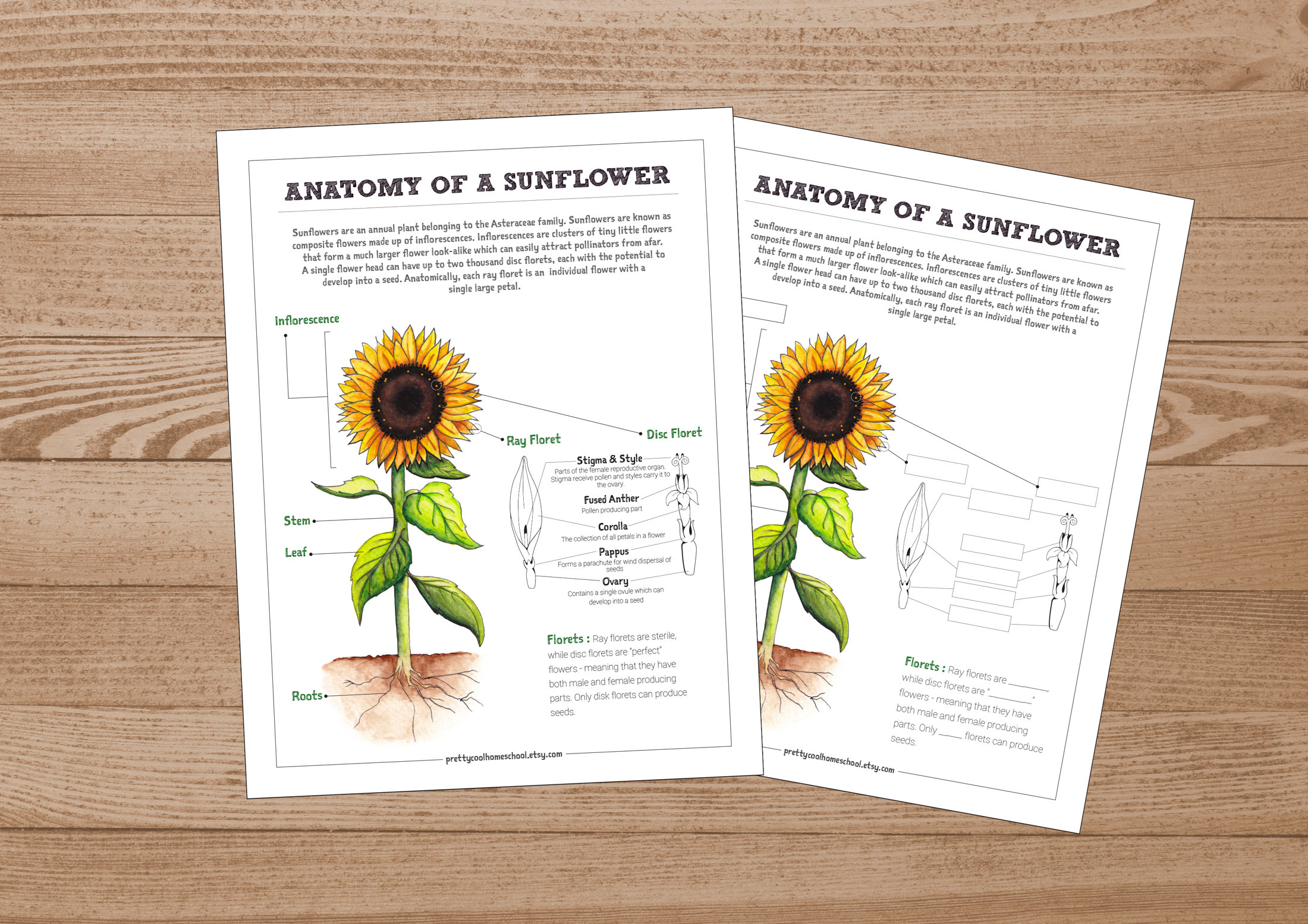 Sunflower Study Bundle | Life Cycle | Anatomy | Flash Cards | Flower ...