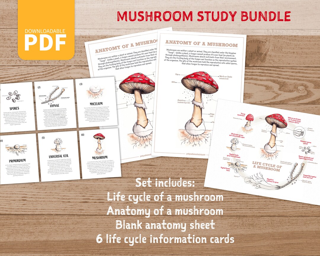 Mushroom Study Bundle | Life Cycle | Anatomy | Flash Cards | Fungi ...
