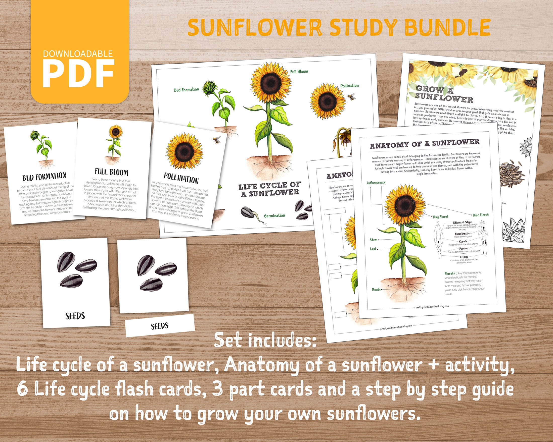 Sunflower Study Bundle | Life Cycle | Anatomy | Flash Cards | Flower ...