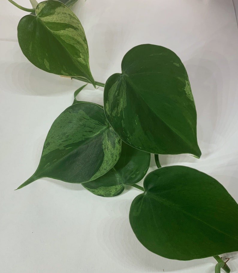 Heart Leaf Philodendron Variegated Cutting, Rare Heart Leaf Plant, Fast ...