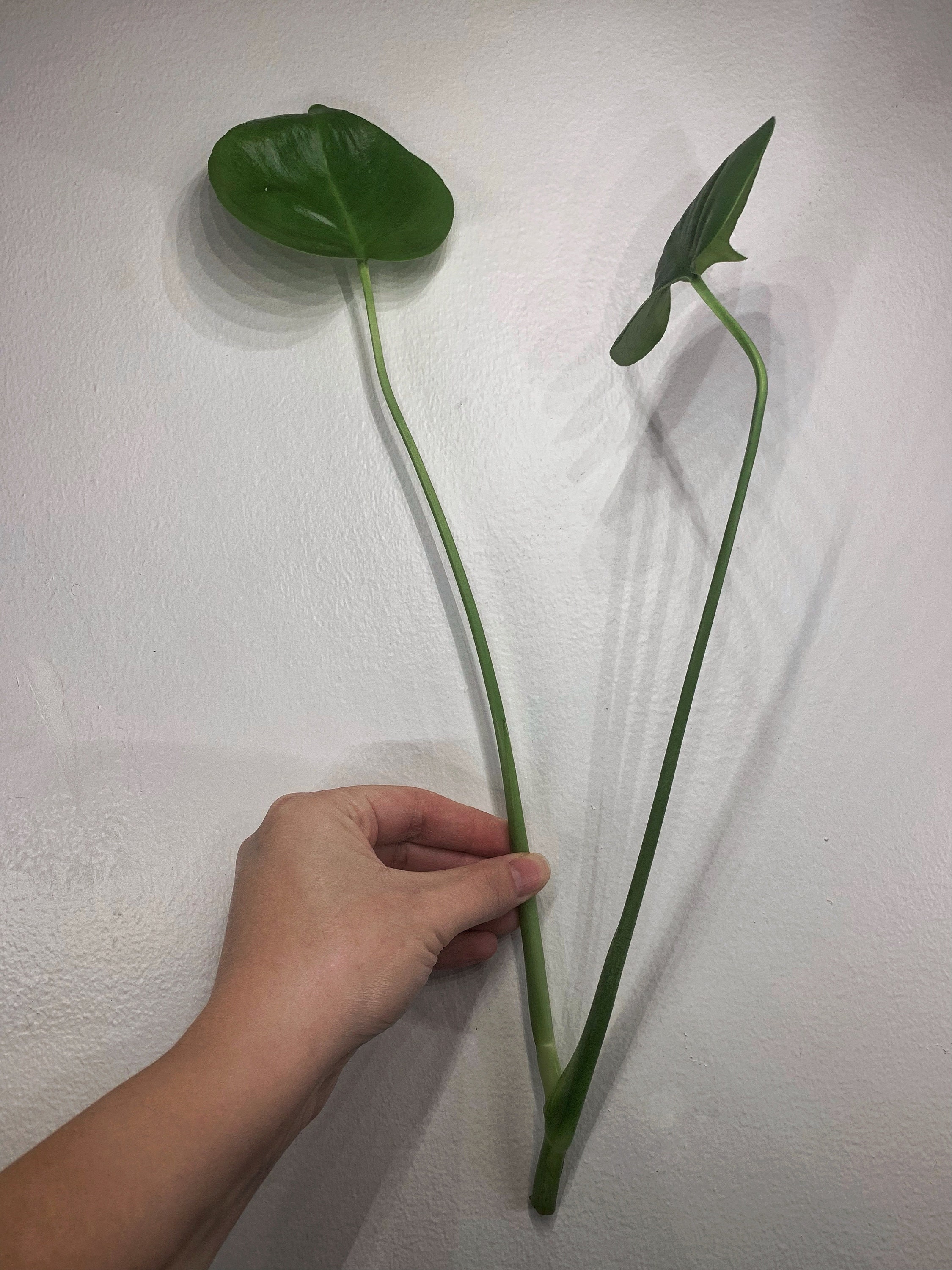 Monstera Deliciosa Plant Cutting, Tropical Split Leaf Plant, Monstera ...