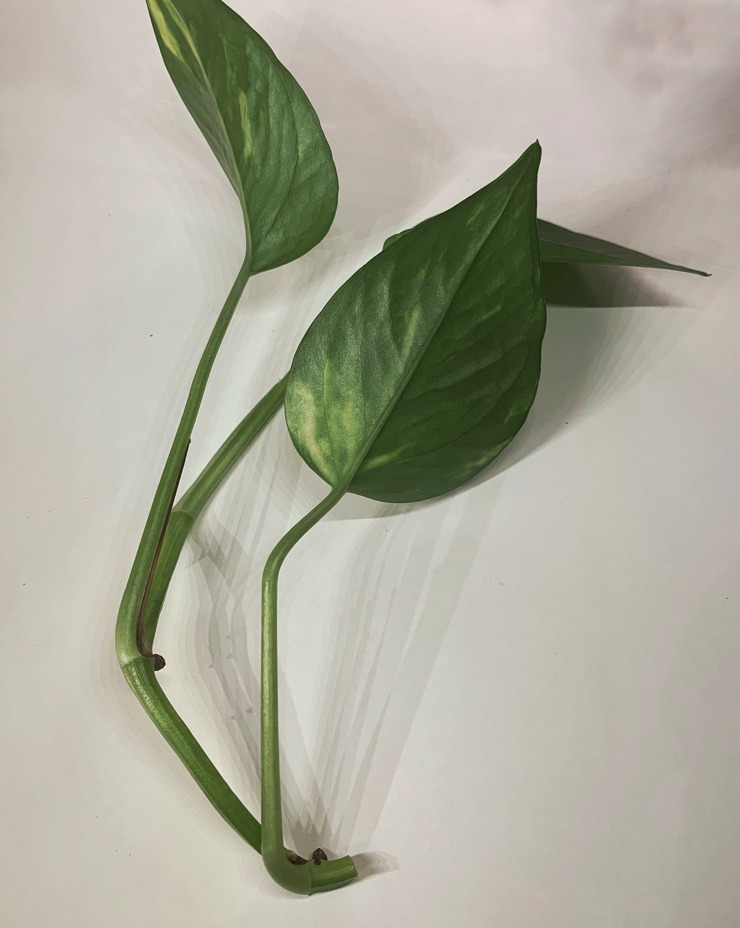 Golden Pothos Cutting, Pothos Trailing Plant, Propagation Cuttings ...