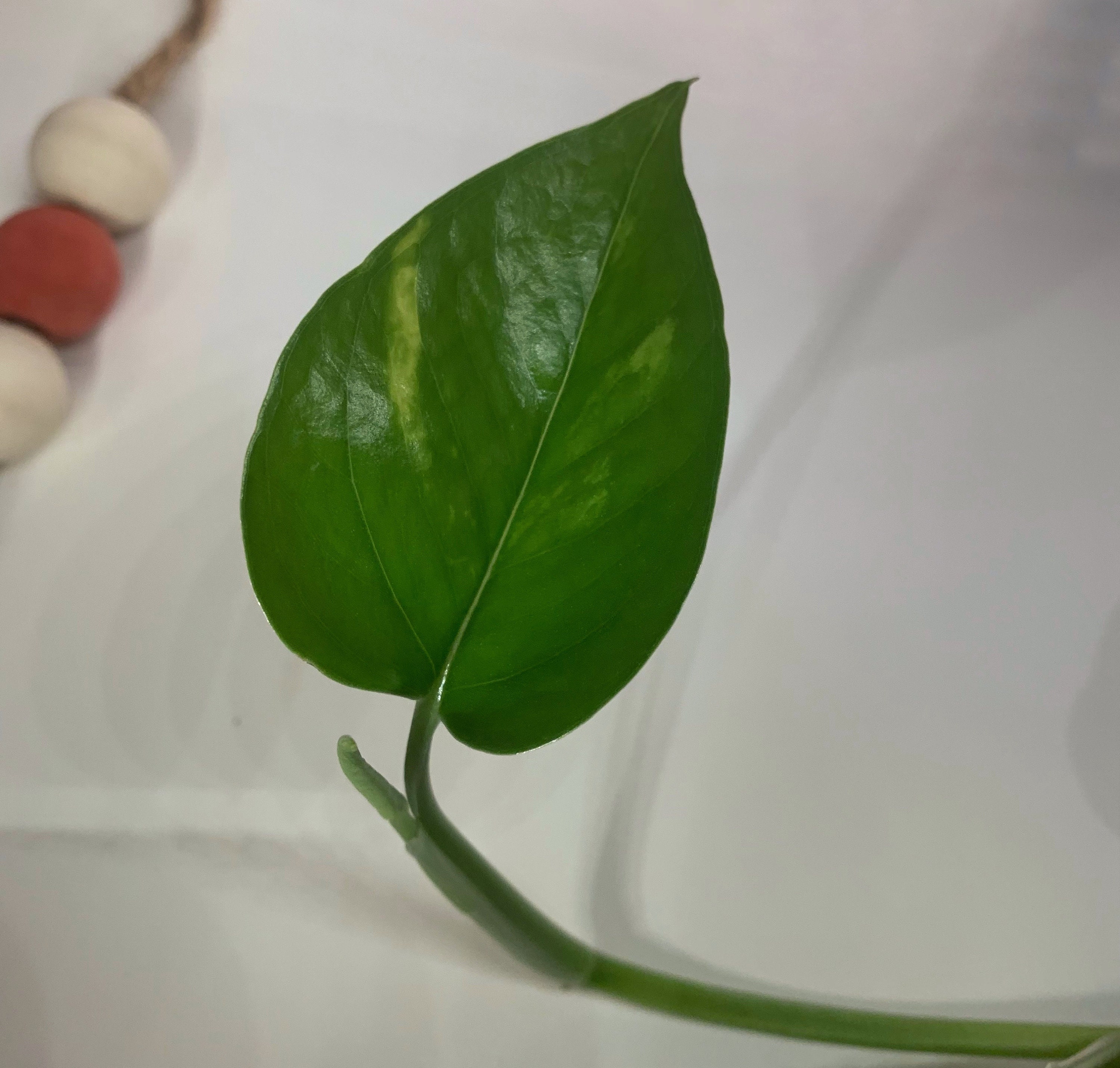 Golden Pothos Cutting, Pothos Trailing Plant, Propagation Cuttings ...