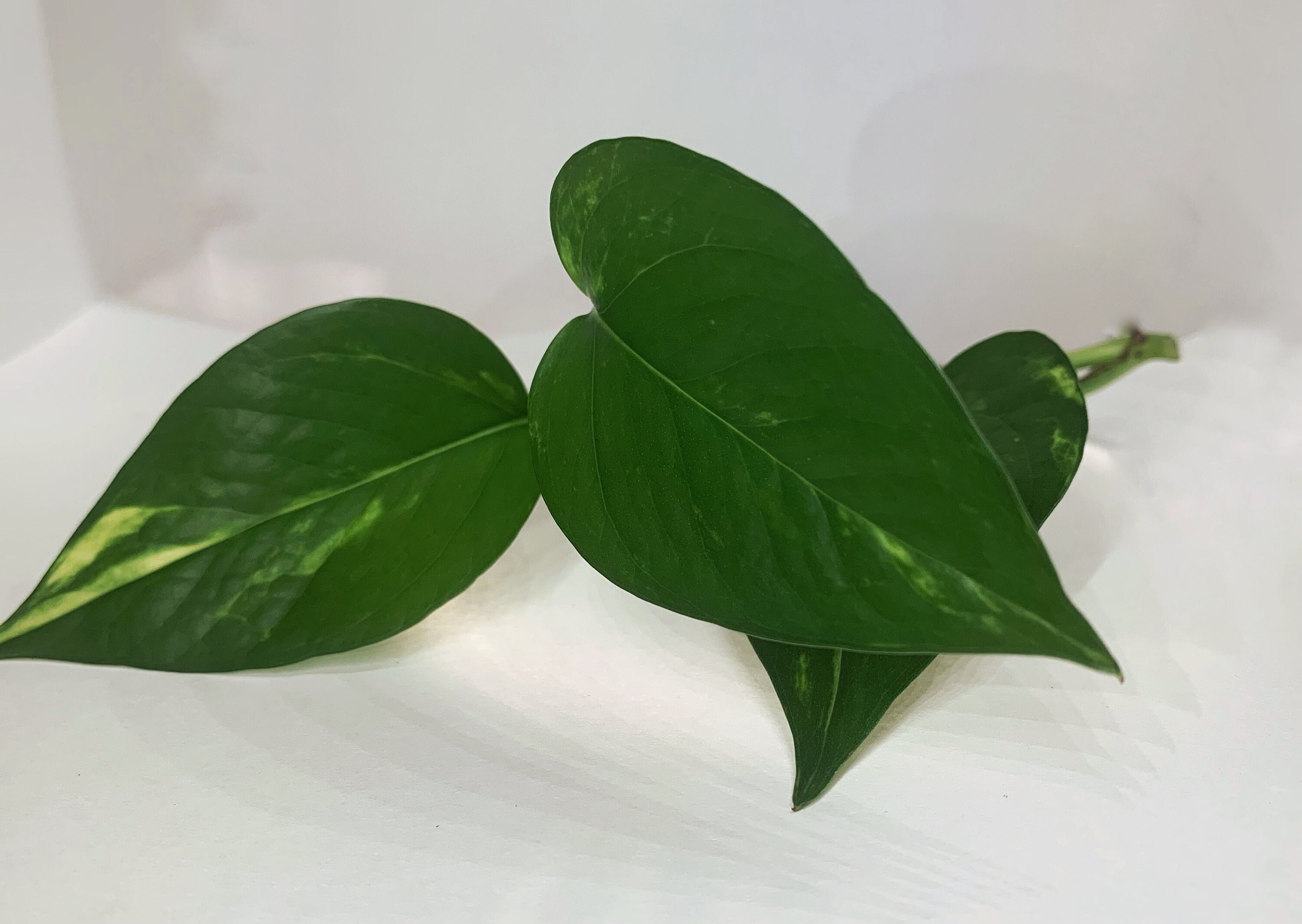 Golden Pothos Cutting, Pothos Trailing Plant, Propagation Cuttings ...