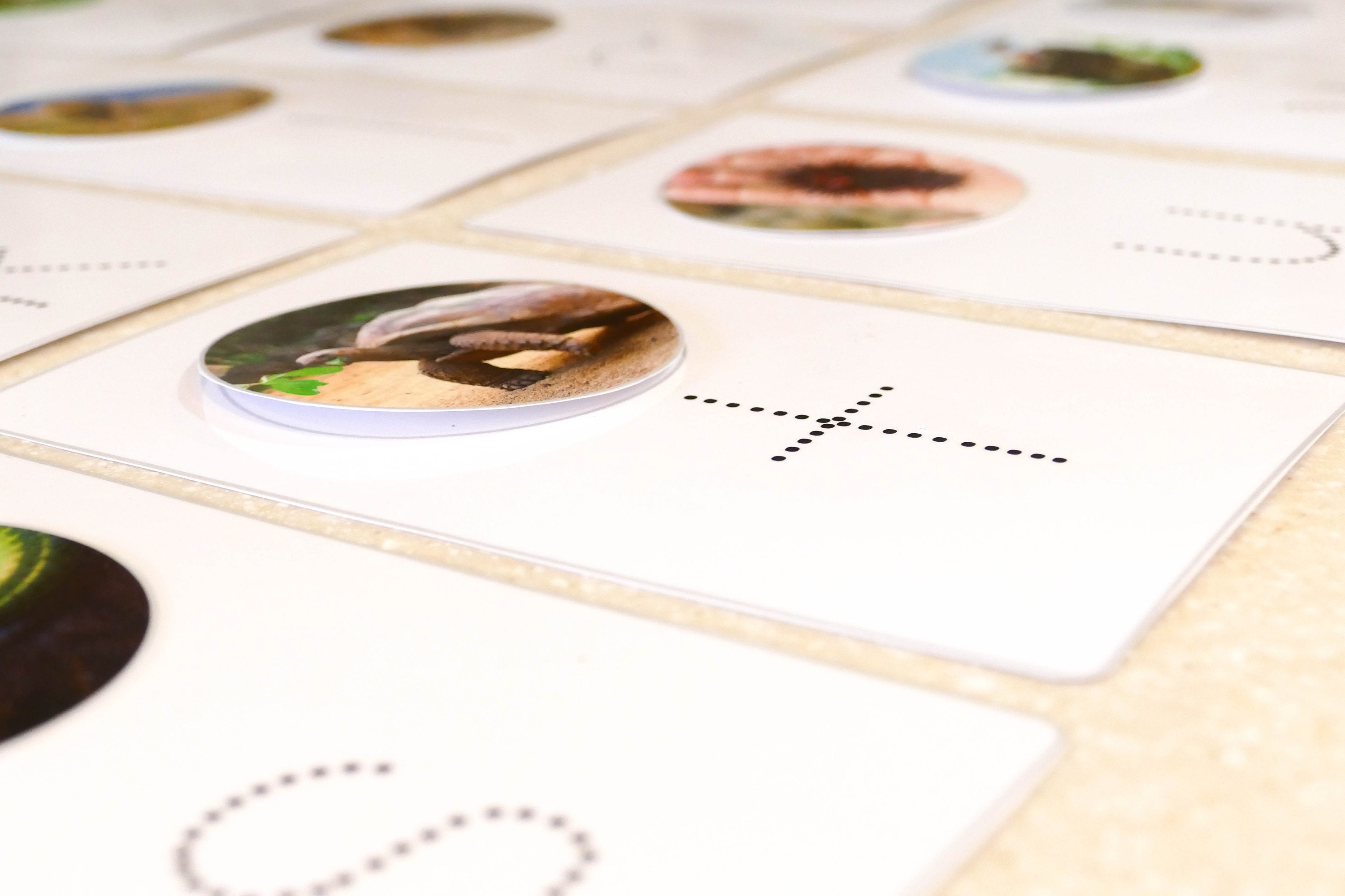 Animal Alphabet Cards | Sound Match | Realistic Animal Activity ...