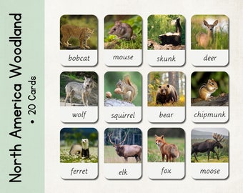 Animal Flash Cards | Etsy