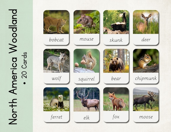 Real North American Forest Animals