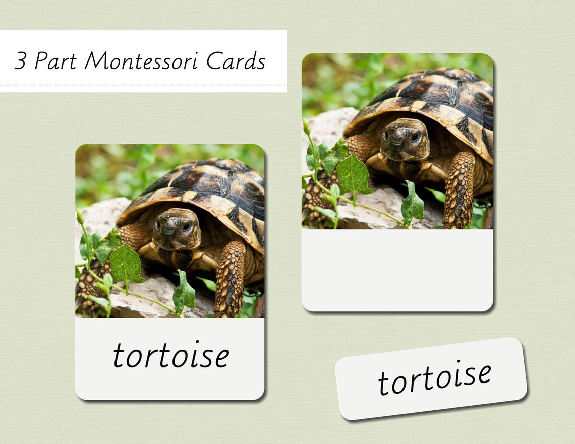 Jungle Rainforest Animals | Cards | Realistic Animal Activity | 20 ...