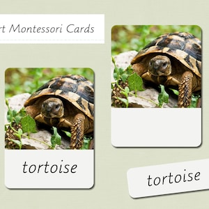 Jungle Rainforest Animals | Cards | Realistic Animal Activity | 20 ...