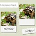 Jungle Rainforest Animals | Cards | Realistic Animal Activity | 20 ...