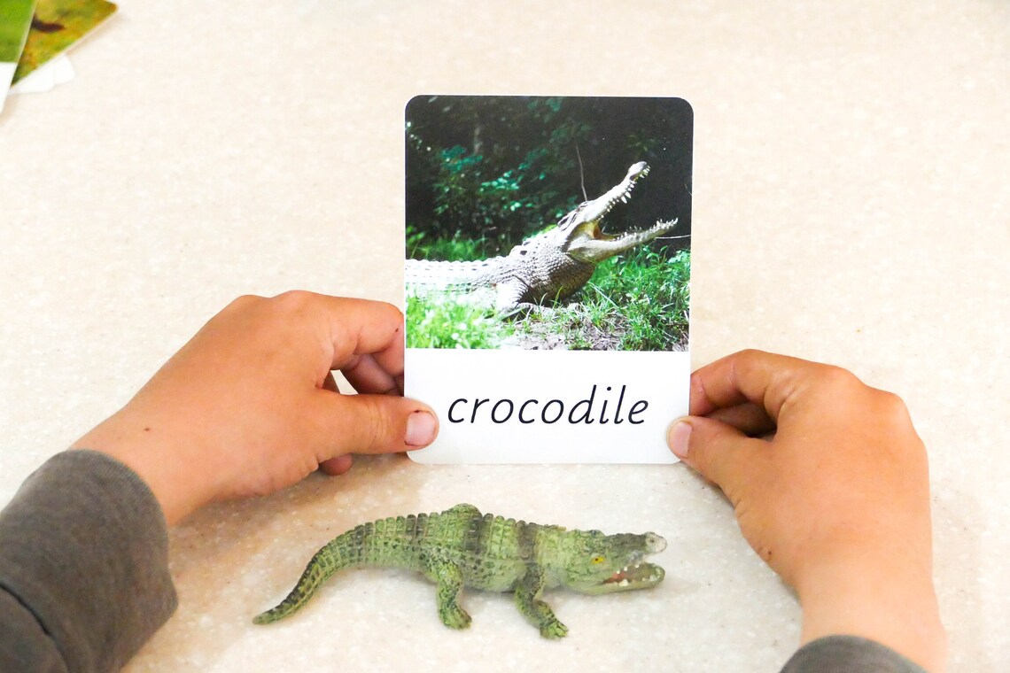 Jungle Rainforest Animals | Cards | Realistic Animal Activity | 20 ...