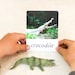 Jungle Rainforest Animals | Cards | Realistic Animal Activity | 20 ...