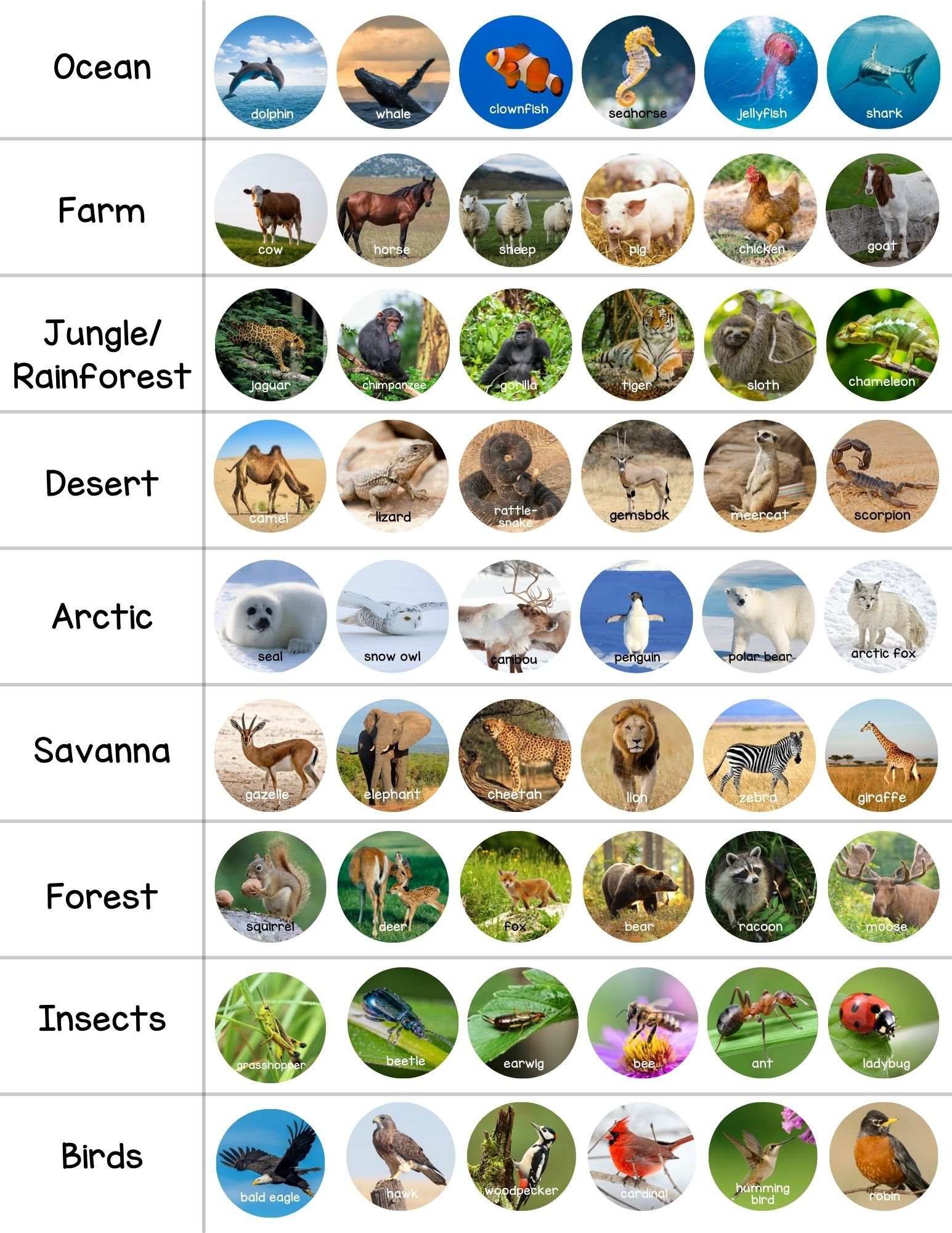 Animal Habitat Activity | Habitat Match | Realistic Animal Activity ...