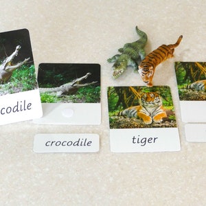 Jungle Rainforest Animals | Cards | Realistic Animal Activity | 20 ...