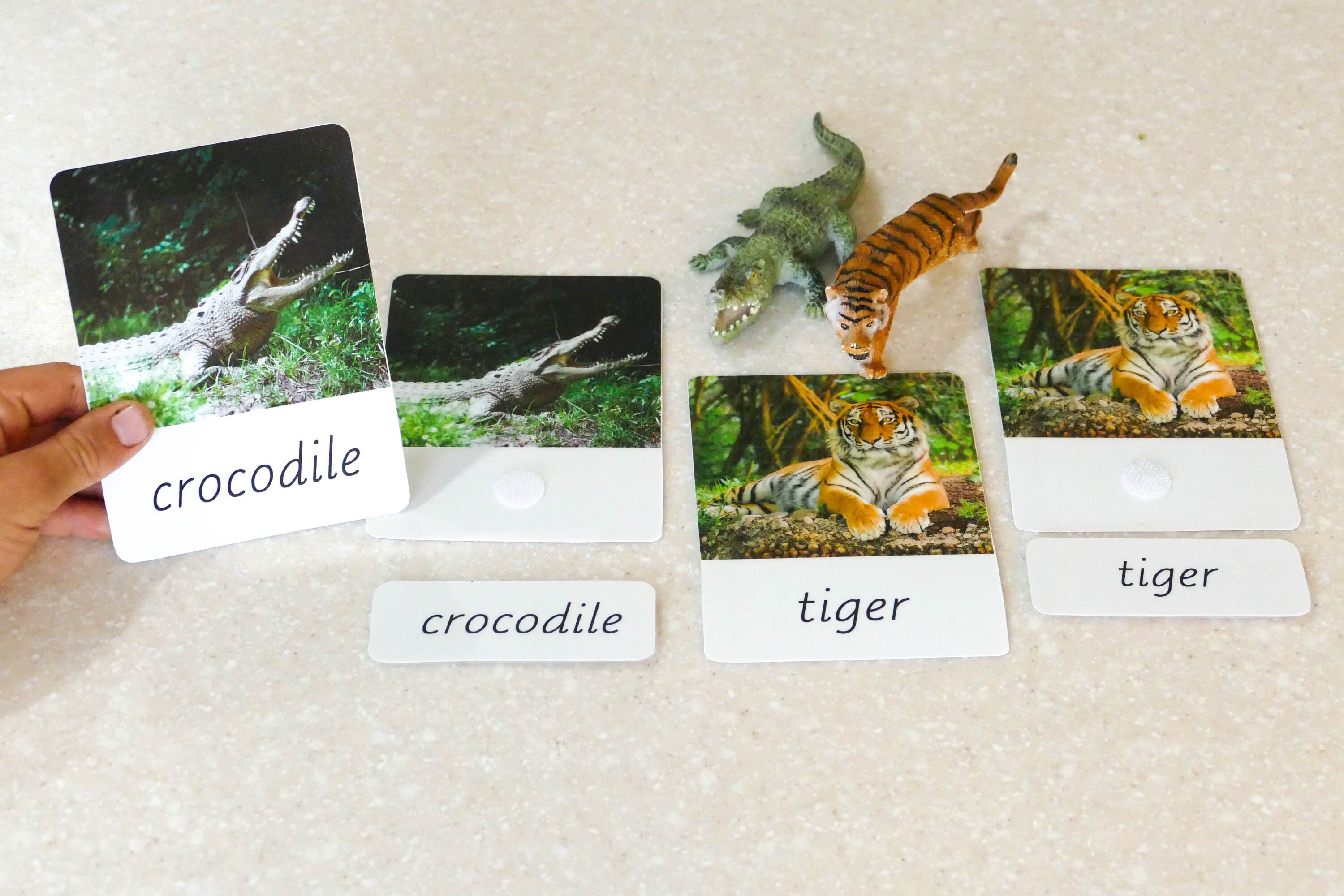 Jungle Rainforest Animals | Cards | Realistic Animal Activity | 20 ...