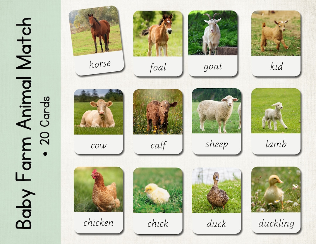Baby Farm Animal Cards | Match | Realistic Animal Activity | 20 ...