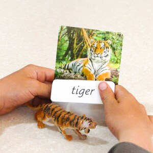 Jungle Rainforest Animals | Cards | Realistic Animal Activity | 20 ...