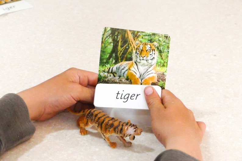 Jungle Rainforest Animals | Cards | Realistic Animal Activity | 20 ...