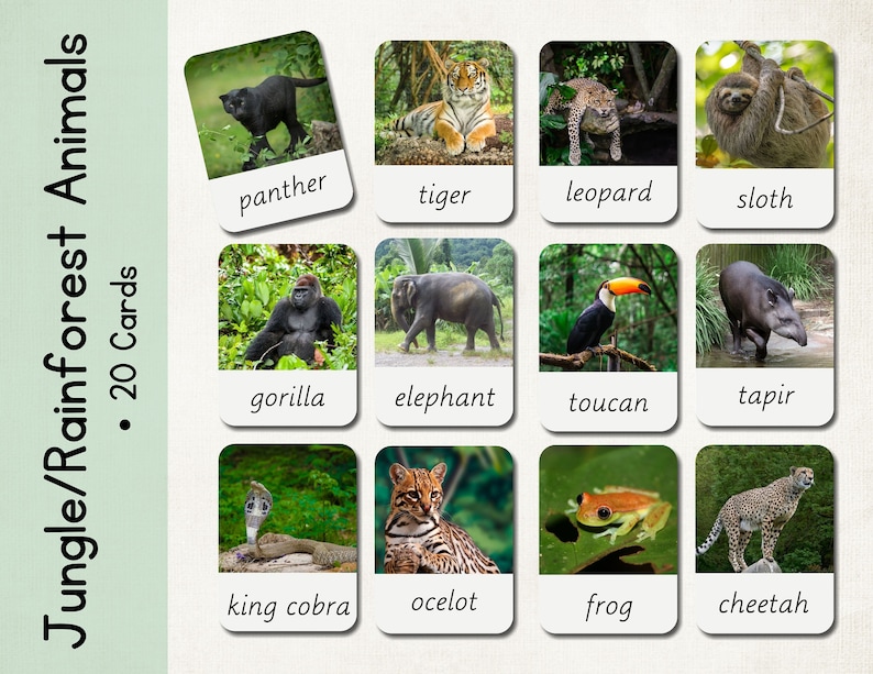 Jungle Rainforest Animals | Cards | Realistic Animal Activity | 20 ...