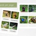 Jungle Rainforest Animals | Cards | Realistic Animal Activity | 20 ...