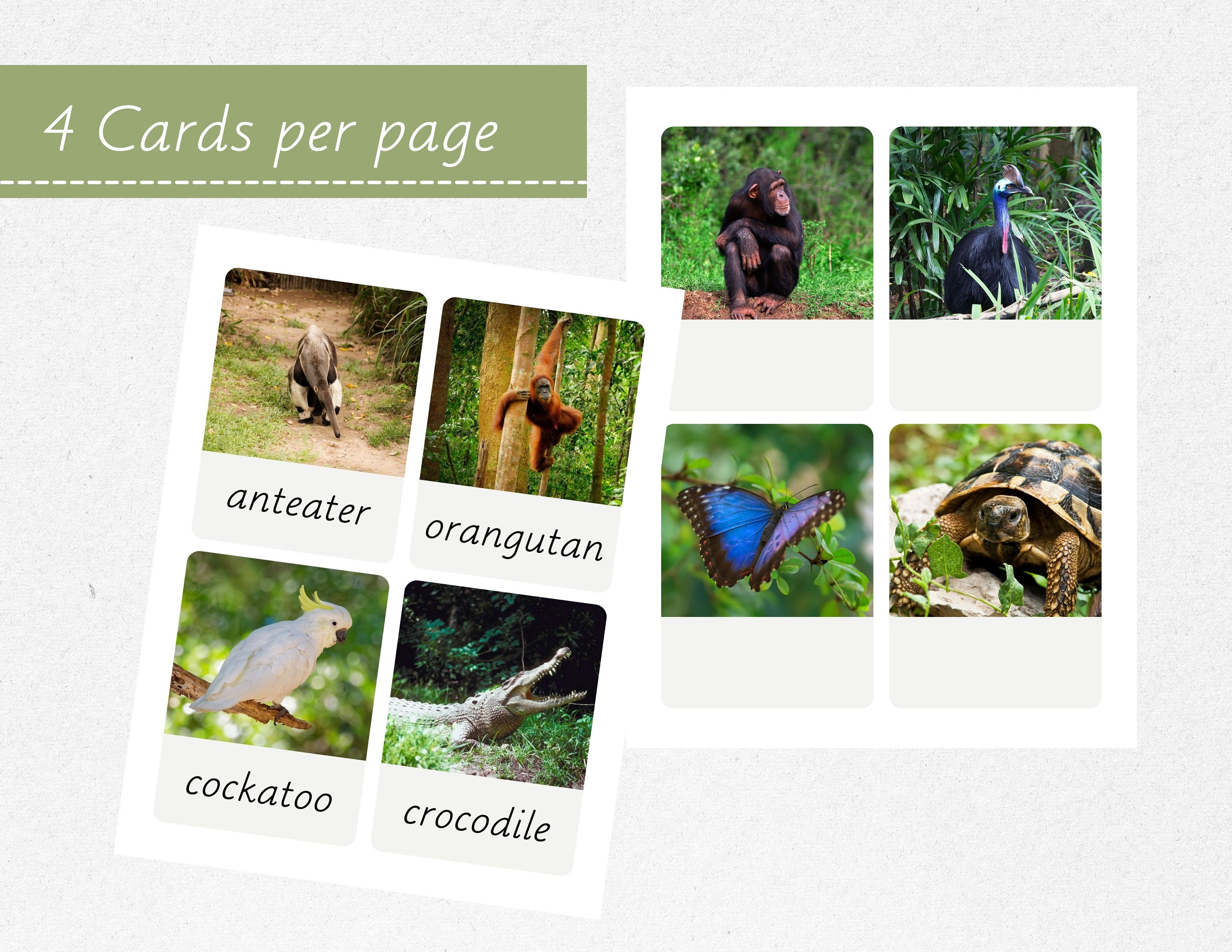 Jungle Rainforest Animals | Cards | Realistic Animal Activity | 20 ...