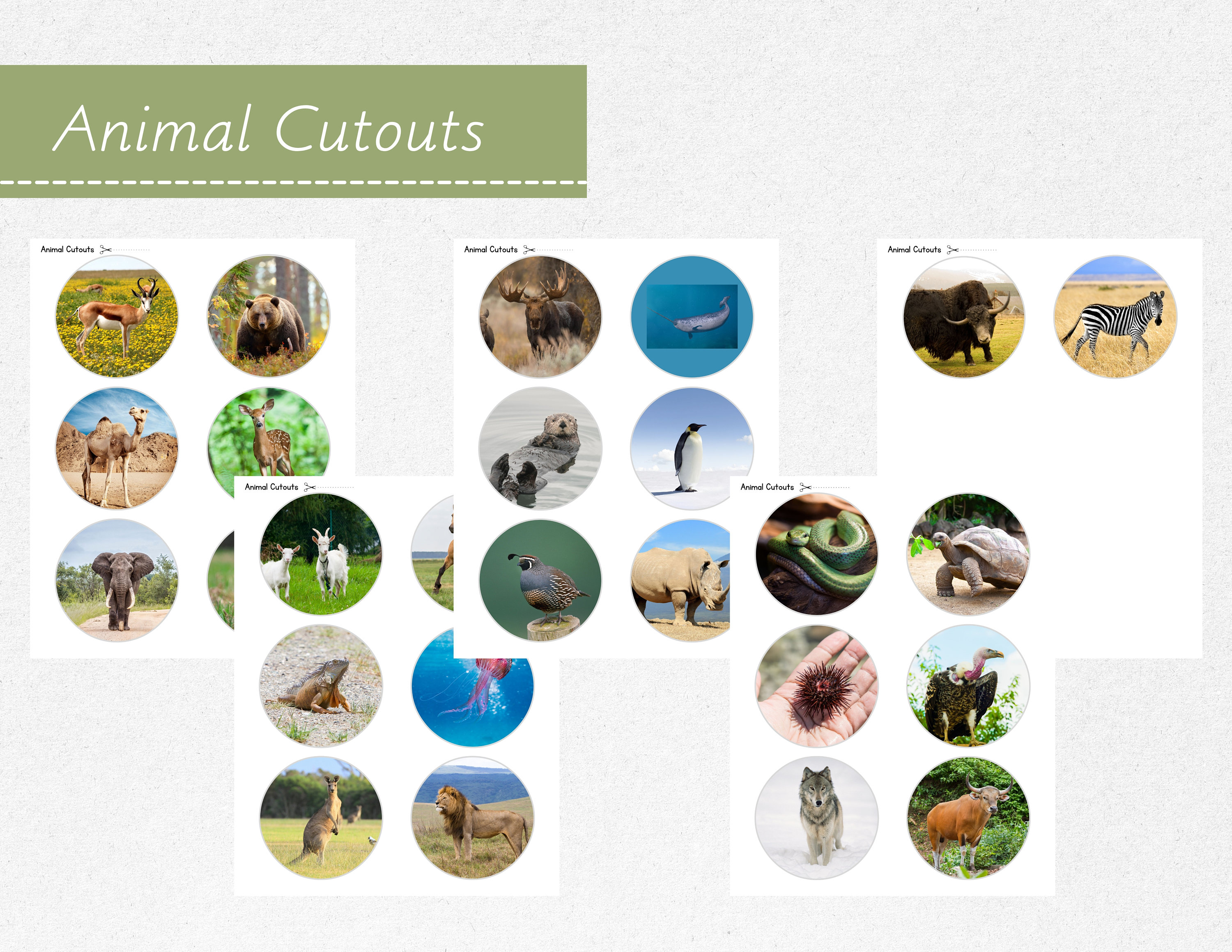 Animal Alphabet Cards | Sound Match | Realistic Animal Activity ...