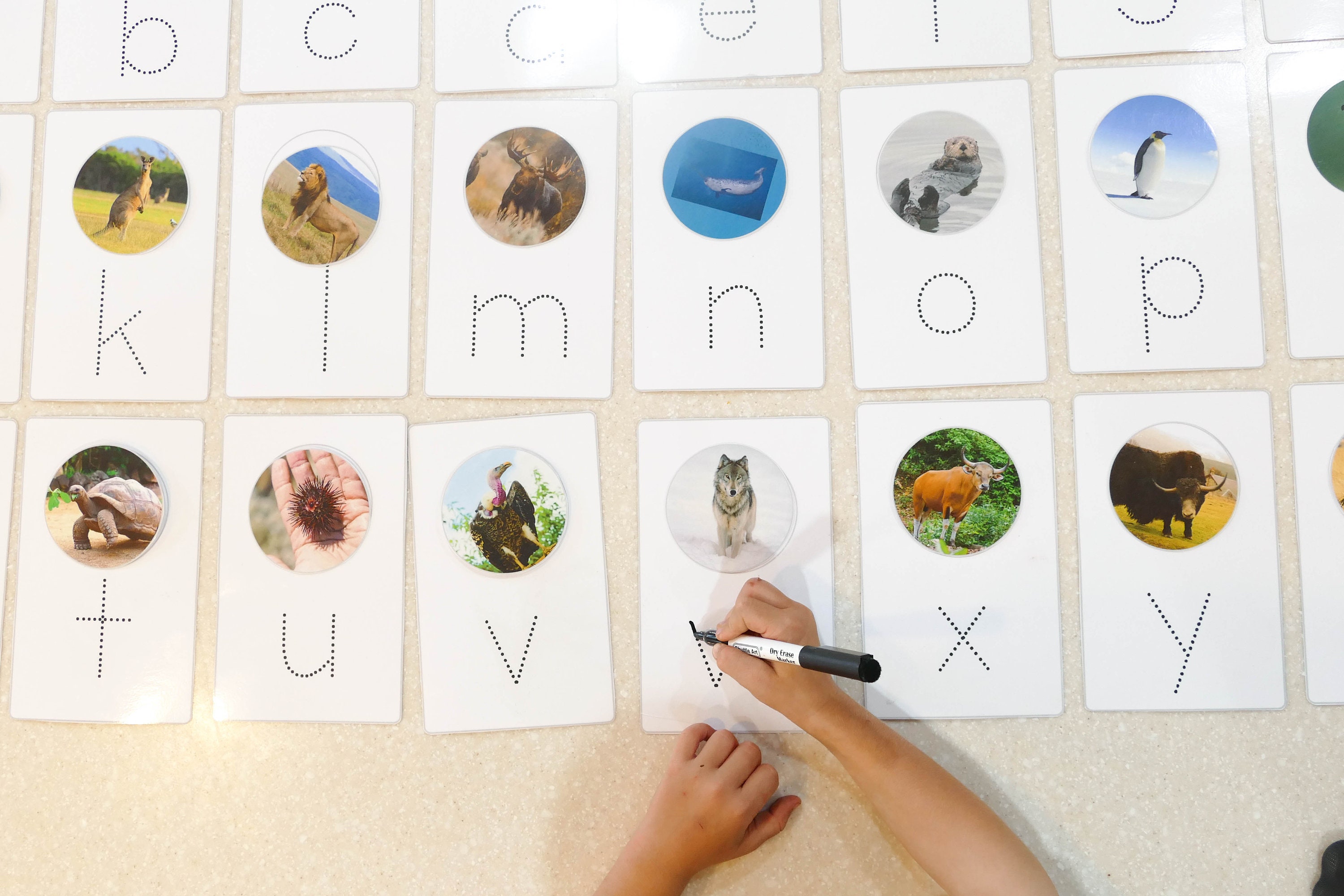 Animal Alphabet Cards | Sound Match | Realistic Animal Activity ...